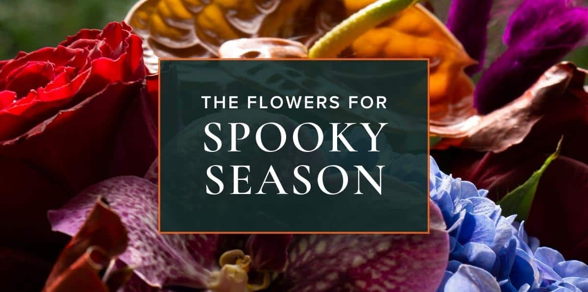 Five Bewitching Blooms for a Spooky Season Floral Display - - McNamara ...